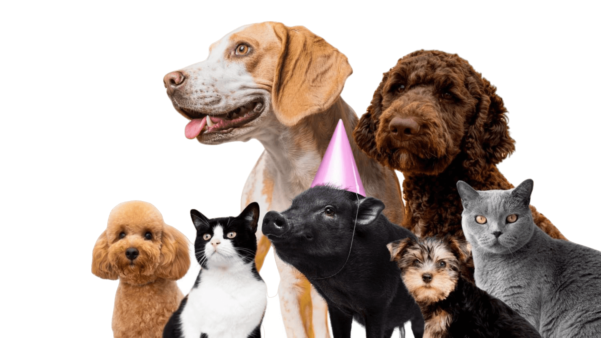 Best Pet Buying Guides - Top Pet Products